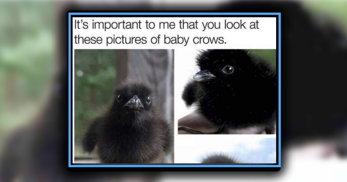 30+ Adorable Animal Memes Serving Curl Up and Cuddle Vibes - Animal ...