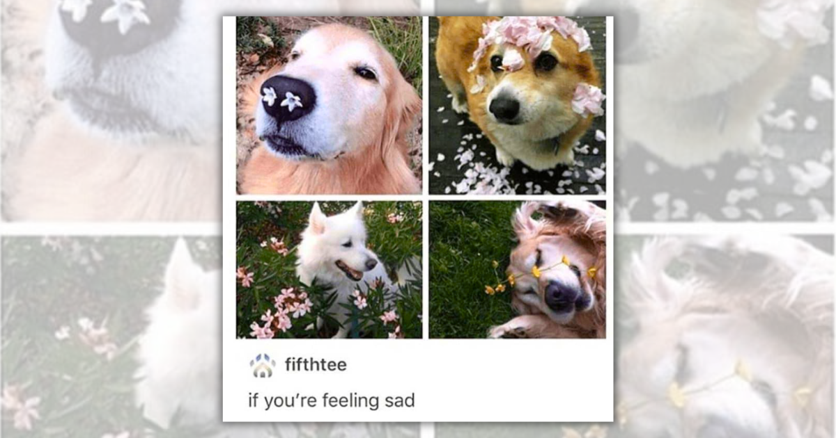 Cheezburger - dog memes - I Can Has Cheezburger | Failblog | Memebase ...