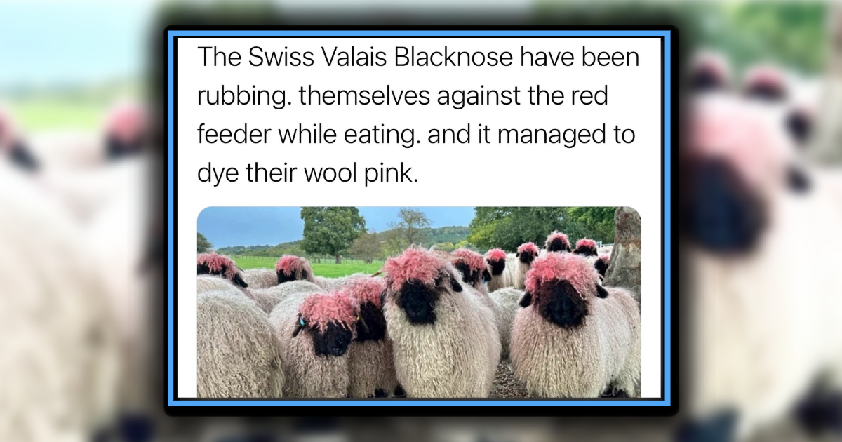 37 Floofy Animal Memes That Deserve an Oscar for Cutest Overreaction ...