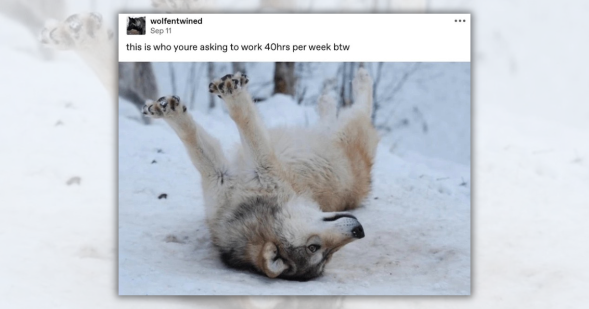 22 Uplifting Dog Memes to Silly Up Your Sunday With the Power of Puppy ...