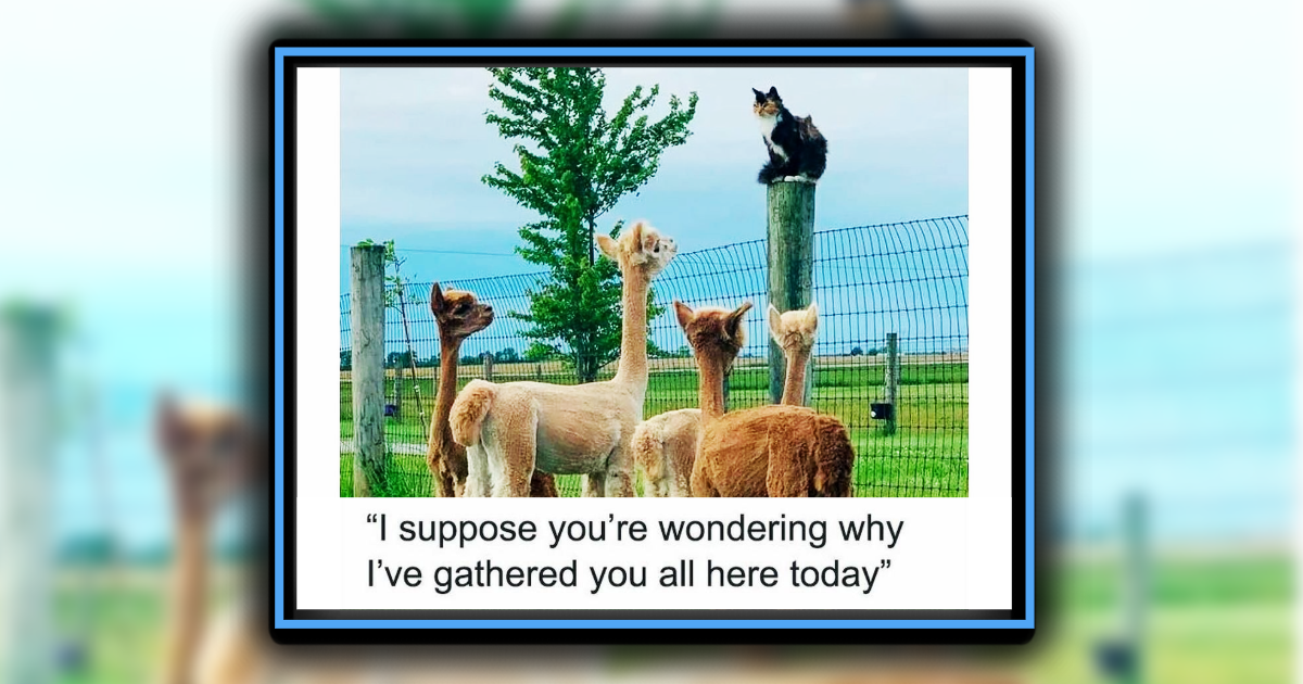 25 Motivational Memes Starring the Cutest Office Support Animals ...