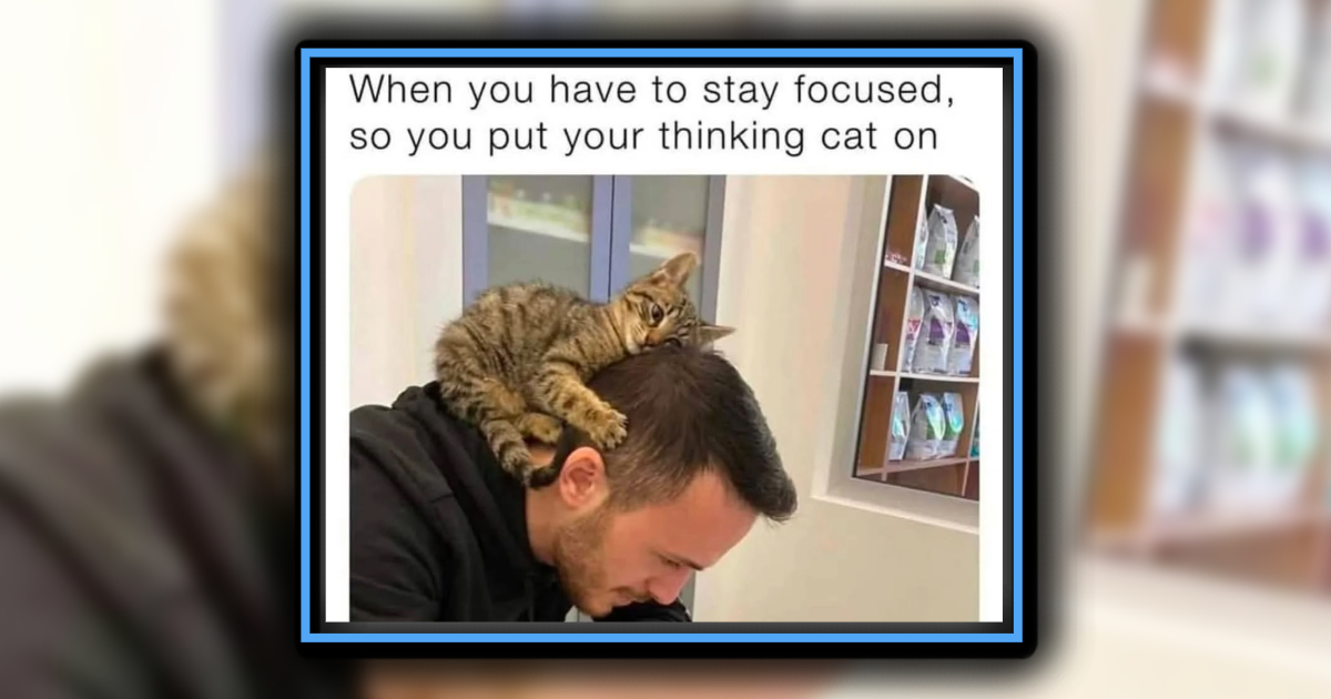 24 Caring Memes of Cute Cats Who’d Give You Their Last Brain Cell - I ...