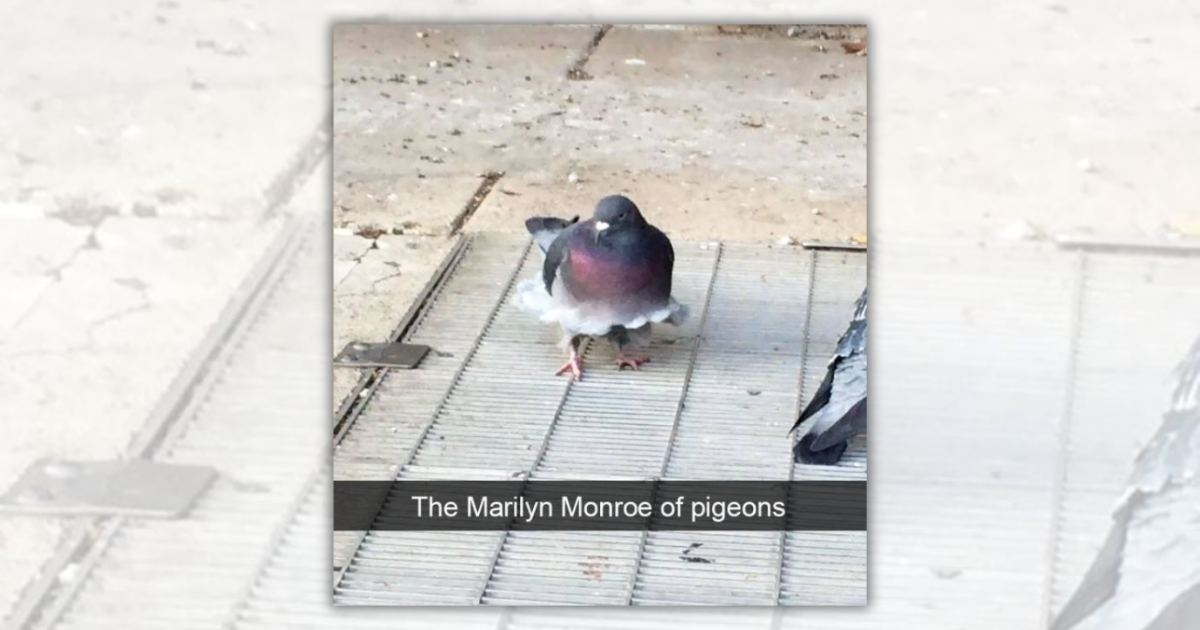 28 Silly Animal Memes and Snaps to Help Start Your Day off with a ...