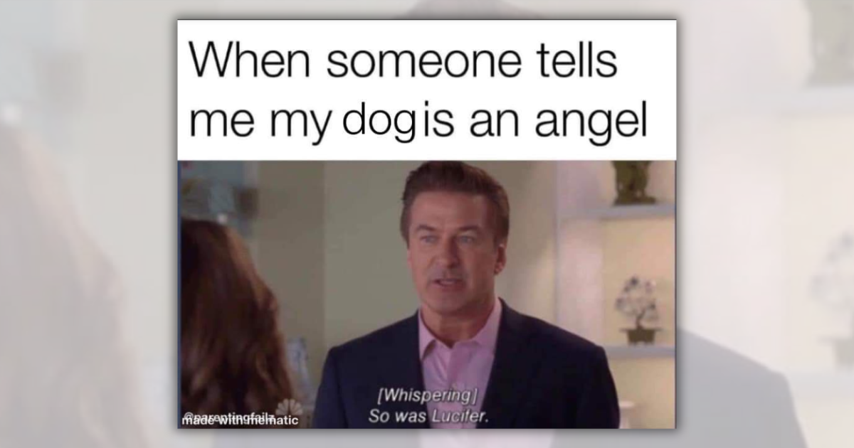 27 Howlarious Doggo Memes That Perfectly Capture Pet Parent Problems ...