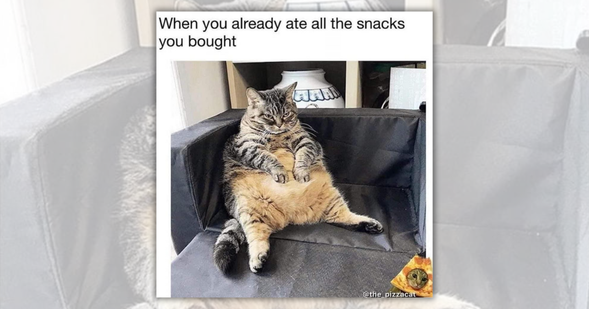 27 Cat Memes for People Who Understand That Happiness Comes in the Form ...