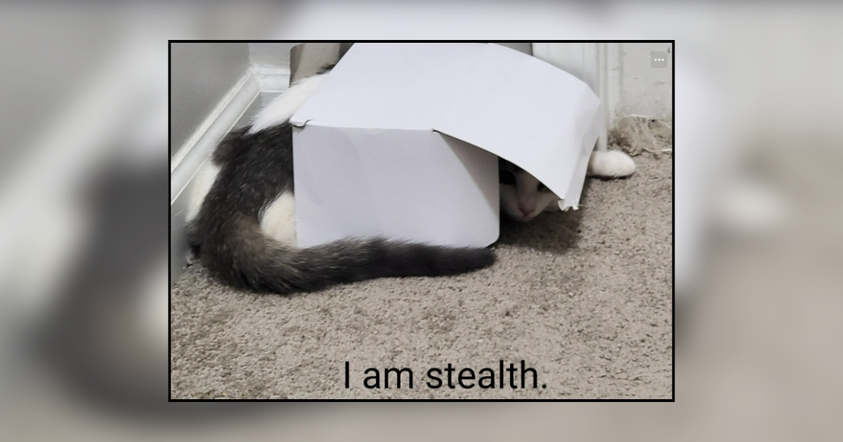 22 Memes of Stealthy Cats Who Could Win a Gold Meowdal in Hide and Seek ...