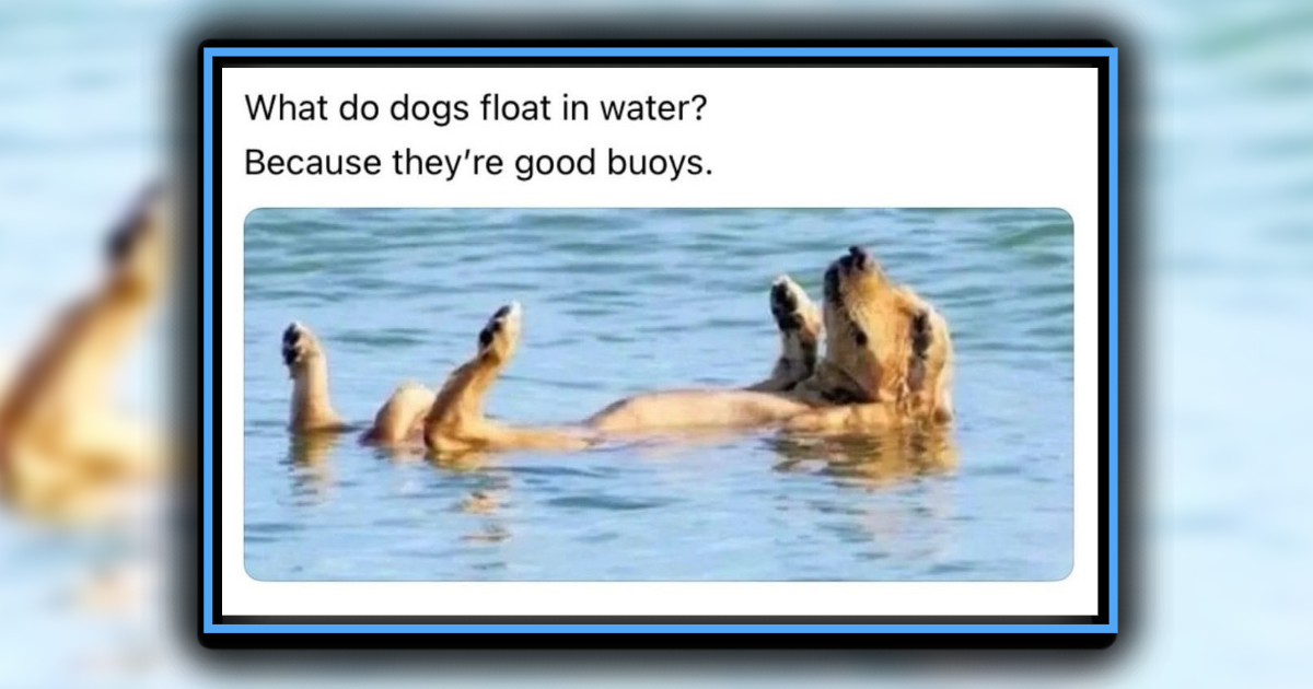 25 Memes of Derpy Doggos to Distract You Until Friday - Animal Comedy ...
