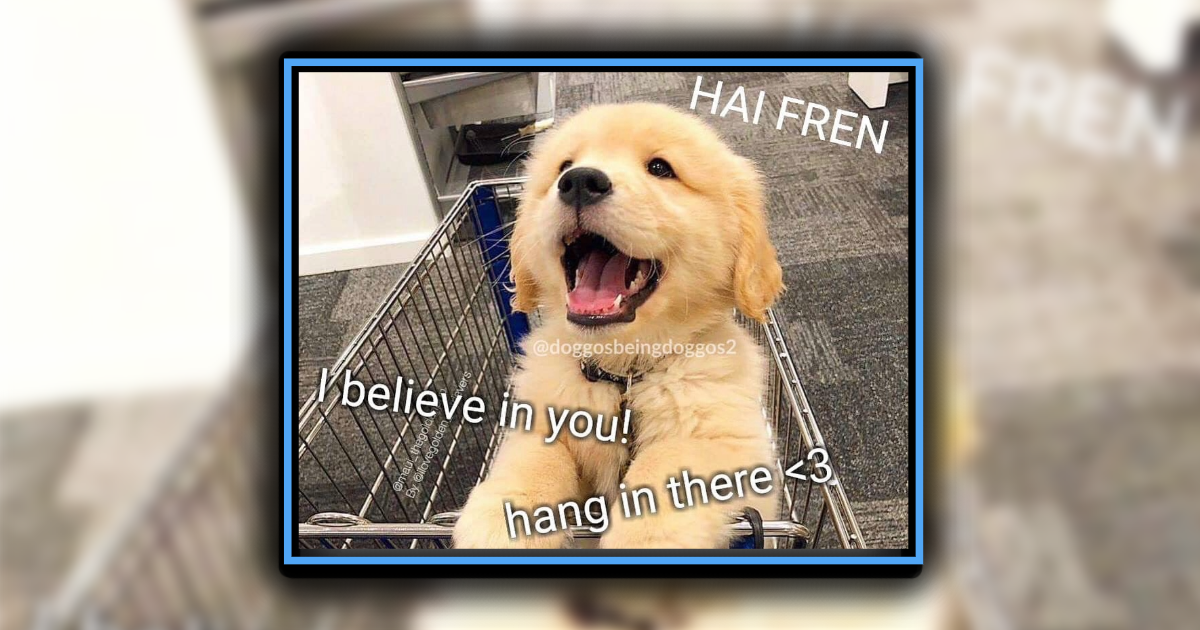 24 Doggo Memes That Smell Like The Freedom of Friday - Animal Comedy ...