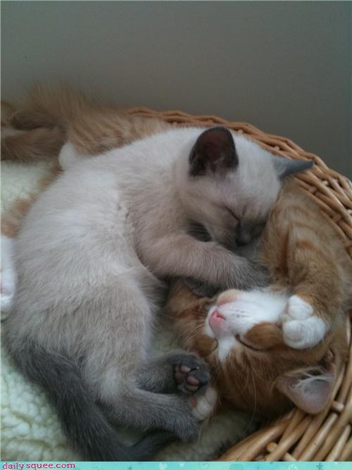 Daily Squee - Cute Animals - Cute Baby Animals - Cute Animal Pictures ...