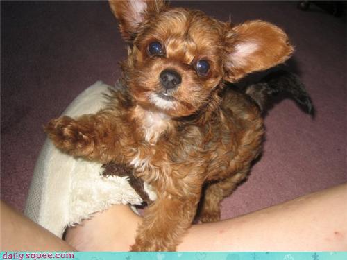 Daily Squee - Page 6 - Cute Animals in the Cutest Pictures Ever and ...