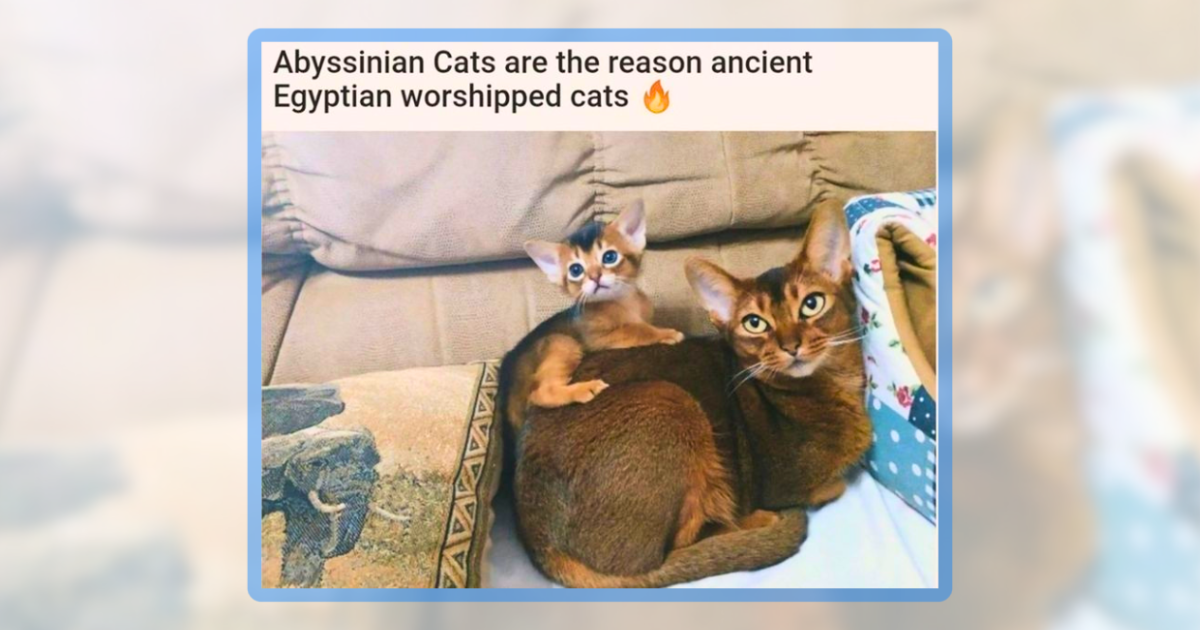 22 Feline Funnies to Open Caturday on a Pawsitive Note - I Can Has ...