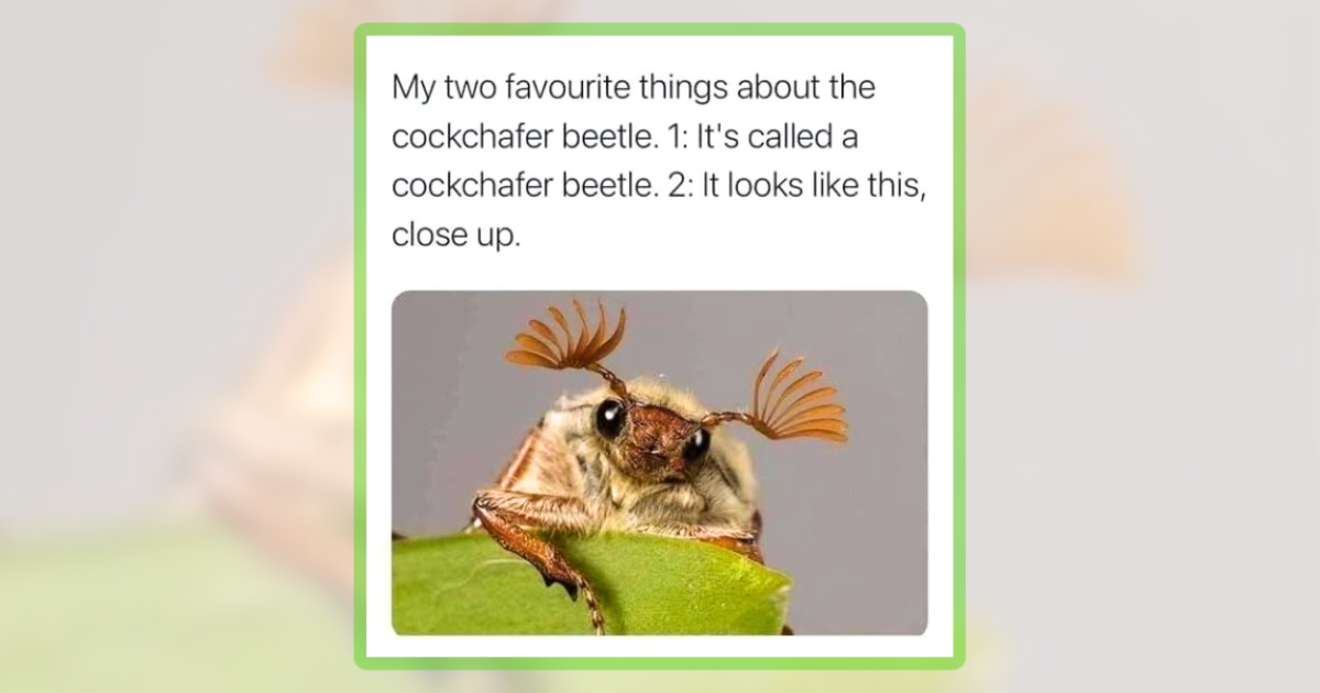 21 Snug Bug Memes to Buzz Away Your Monday Mellows - Animal Comedy ...