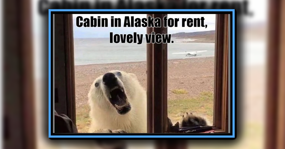 28 Wacky Animal Memes That Are 90% Cute, 10% Chaos - Animal Comedy ...