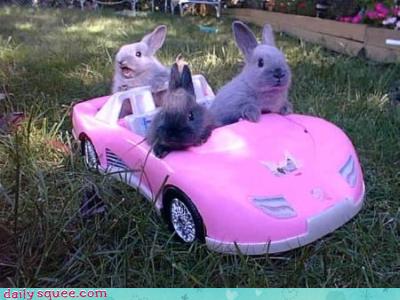 Daily Squee - Cute Animals - Cute Baby Animals - Cute Animal Pictures ...