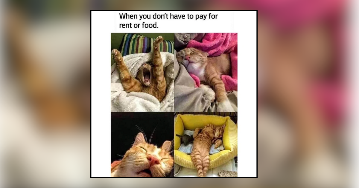 21 Memes of Fuzzy Feline Freeloaders Living Rent-Free In Our Hearts and ...
