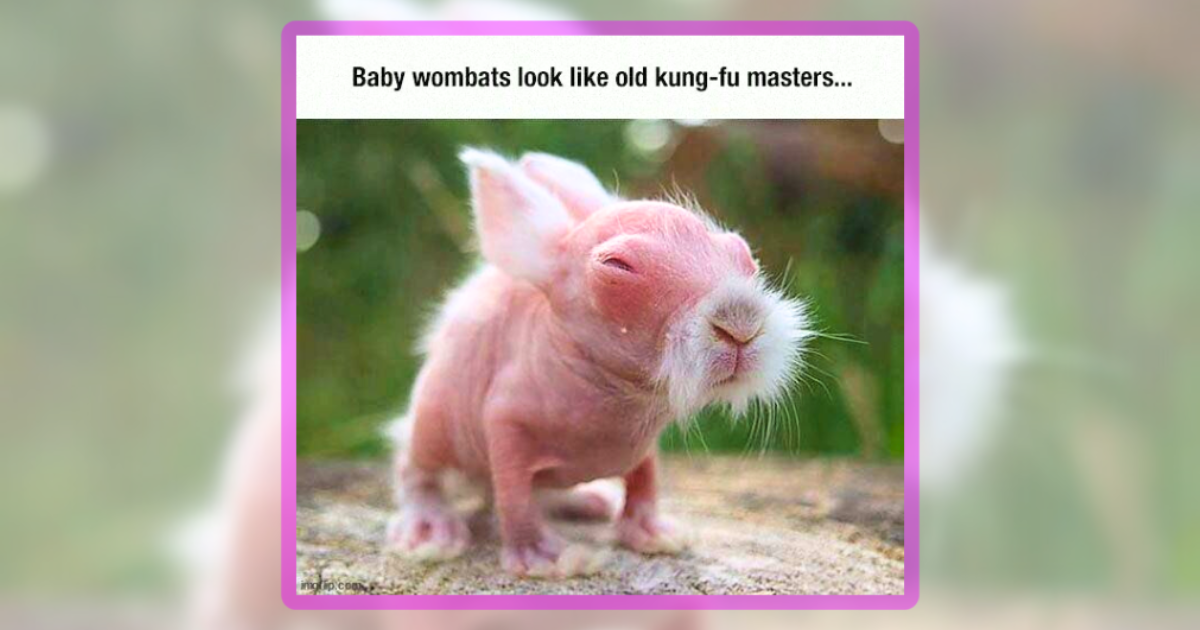 27 Silly Animal Memes for People Who Need a Funny Feral Laugh - Animal ...