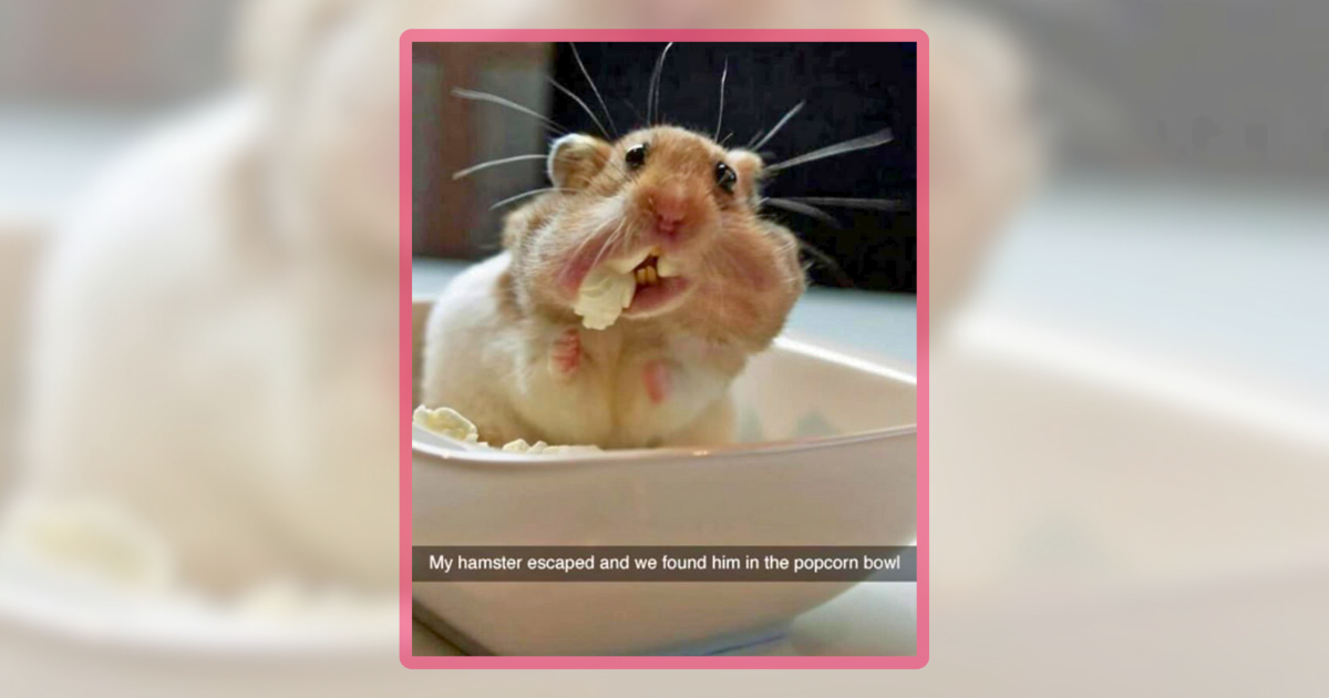 Domesticated Delight of 23 Animal Memes to Enjoy From the Comfort of ...