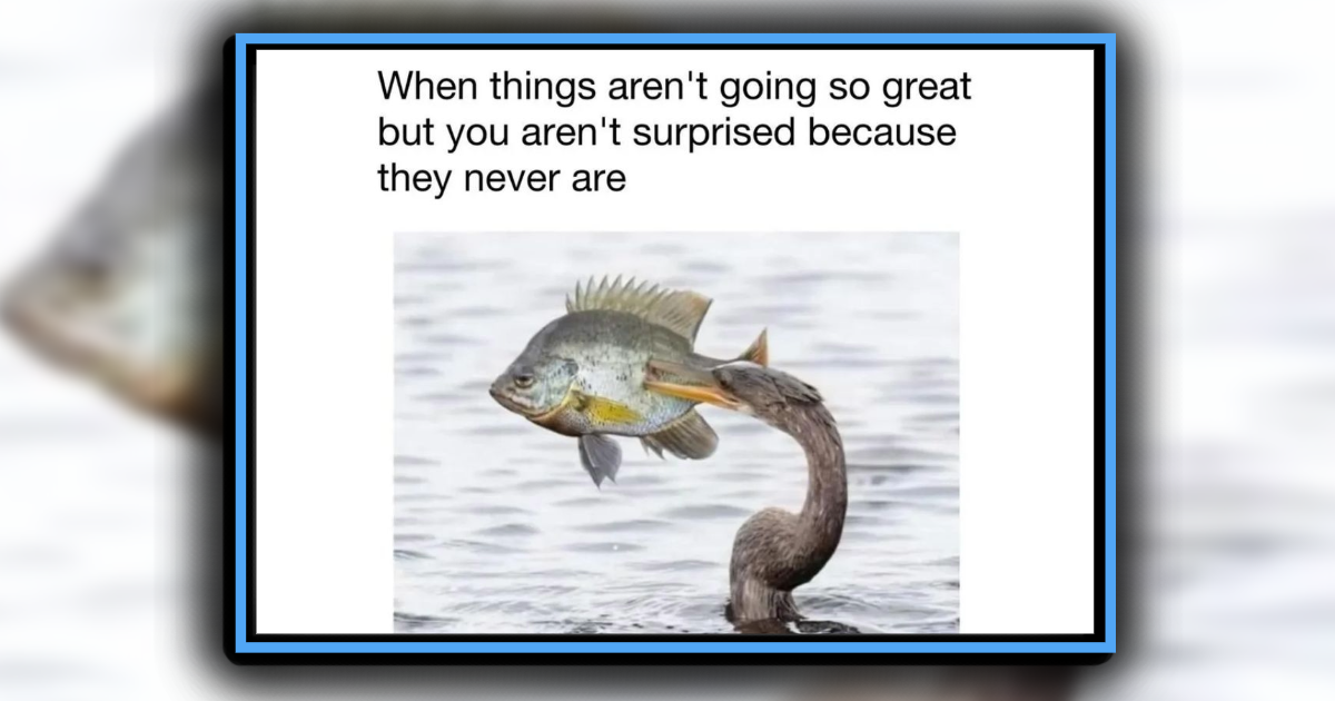 25 Silly Animal Memes That Match Your Post-Friday Breakdown Energy ...