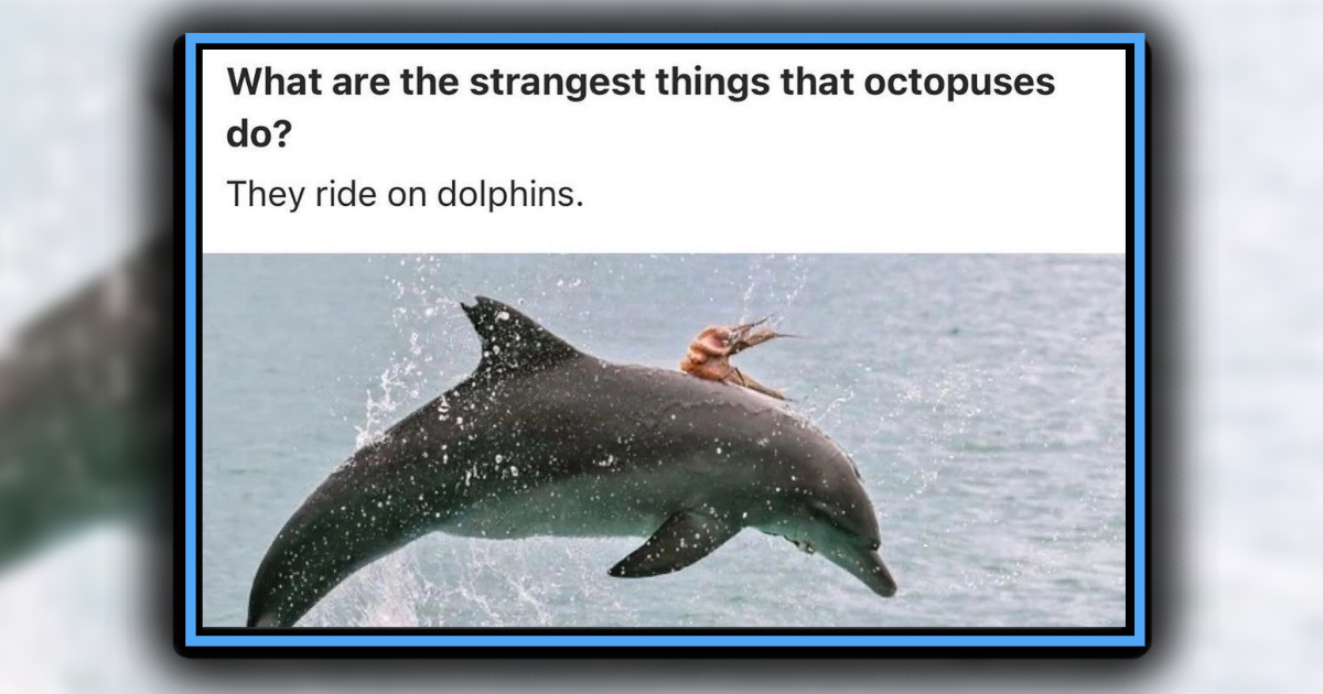 23 Posts for Pawrents Who Just Need Some Sweet Animals - Animal Comedy ...