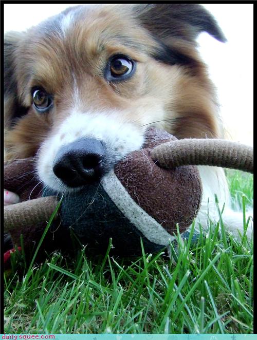 Daily Squee - Cute Animals - Cute Baby Animals - Cute Animal Pictures ...