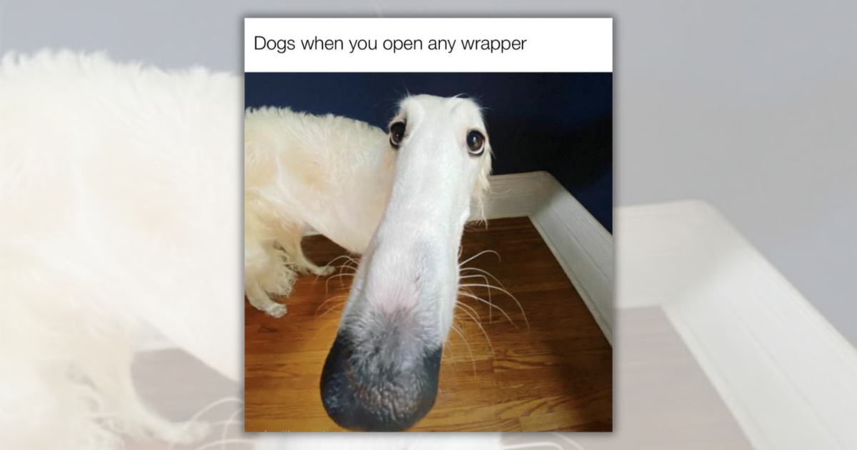 27 Howlarious and Heartwarming Doggo Memes to Make Mondays Less Ruff ...