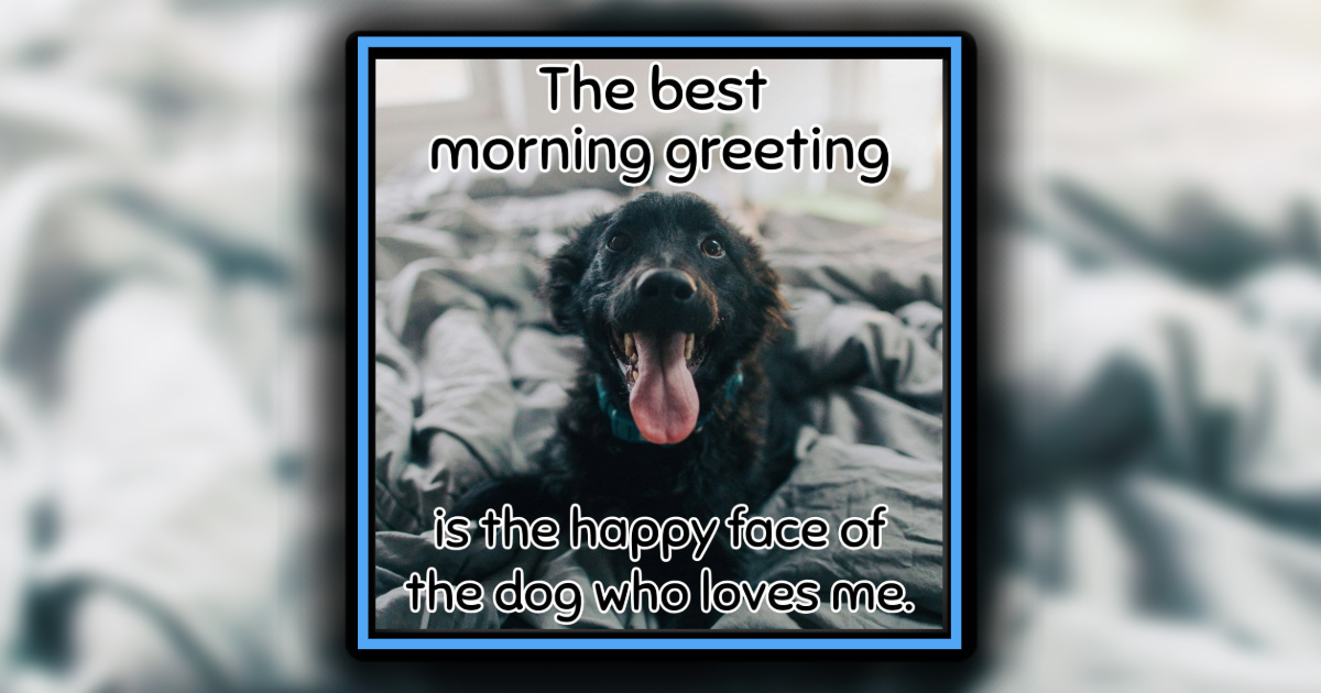 22 Calming Dog Memes That Feel Like a Warm Blanket and a Deep Breath ...
