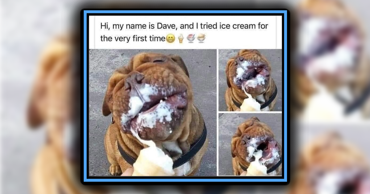 25 Heartwarming Stack of Delicious Doggo Memes With Extra Syrup to ...