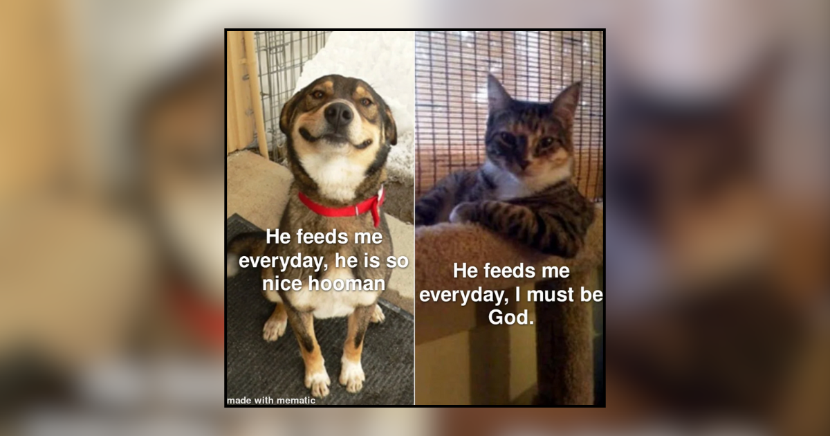 23 Memes of Cats and Dogs Battling for the Title of Top Tail-Wagger ...