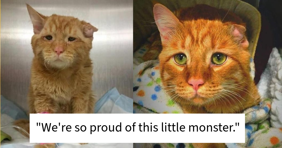 “Not only can he walk—he can run”: how a hopelessly injured cat came ...
