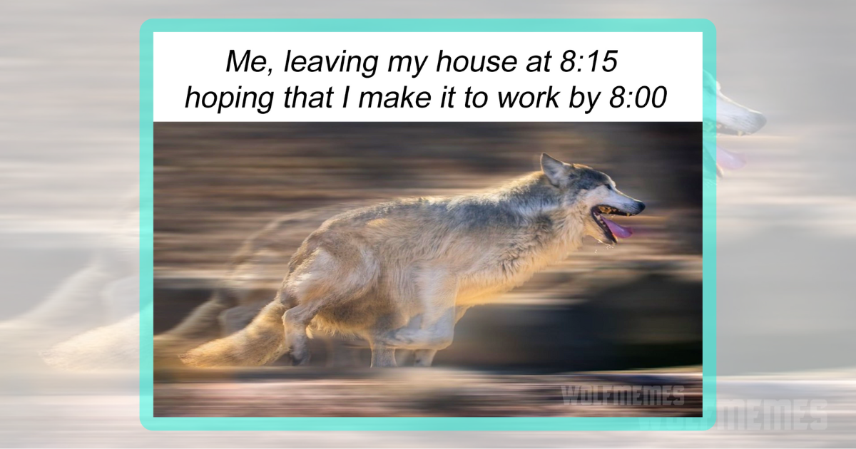 26 Wild Wolf Memes to Help You Howl Through Whatever This Week is ...