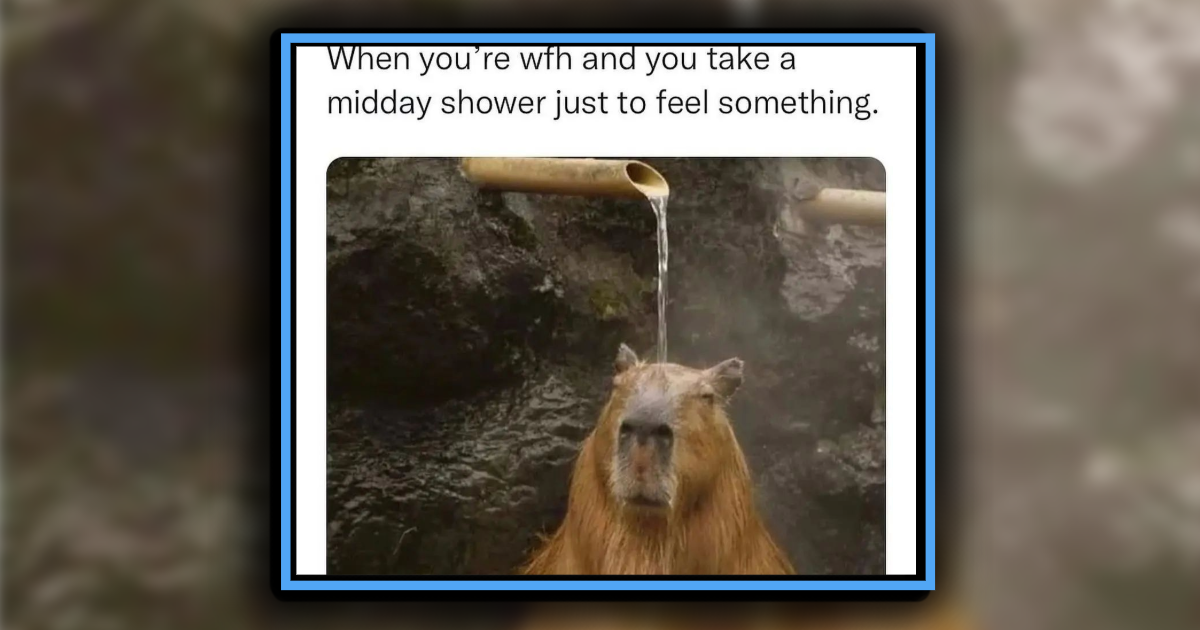 36 Marvelous Animal Memes for a Much-Needed Mental Health Paws - Animal ...