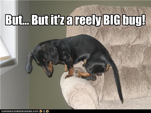 I Has A Hotdog - Dog Pictures - Funny pictures of dogs - Dog Memes ...