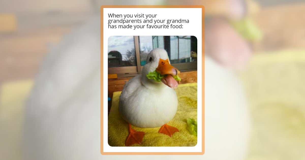 23 Domesticated Animal Memes for When You Need the Comfort of Home ...