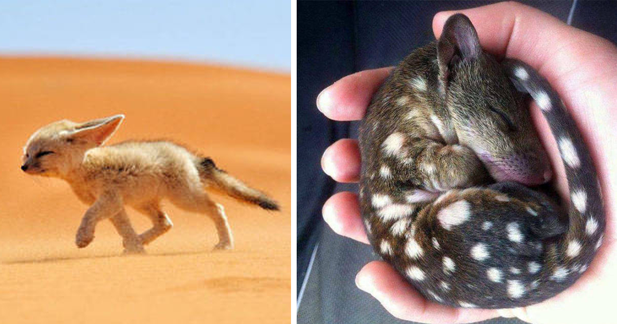 25 Itty Bitty Cute Baby Animals To Bring A Smile To Your Face (June 29 ...