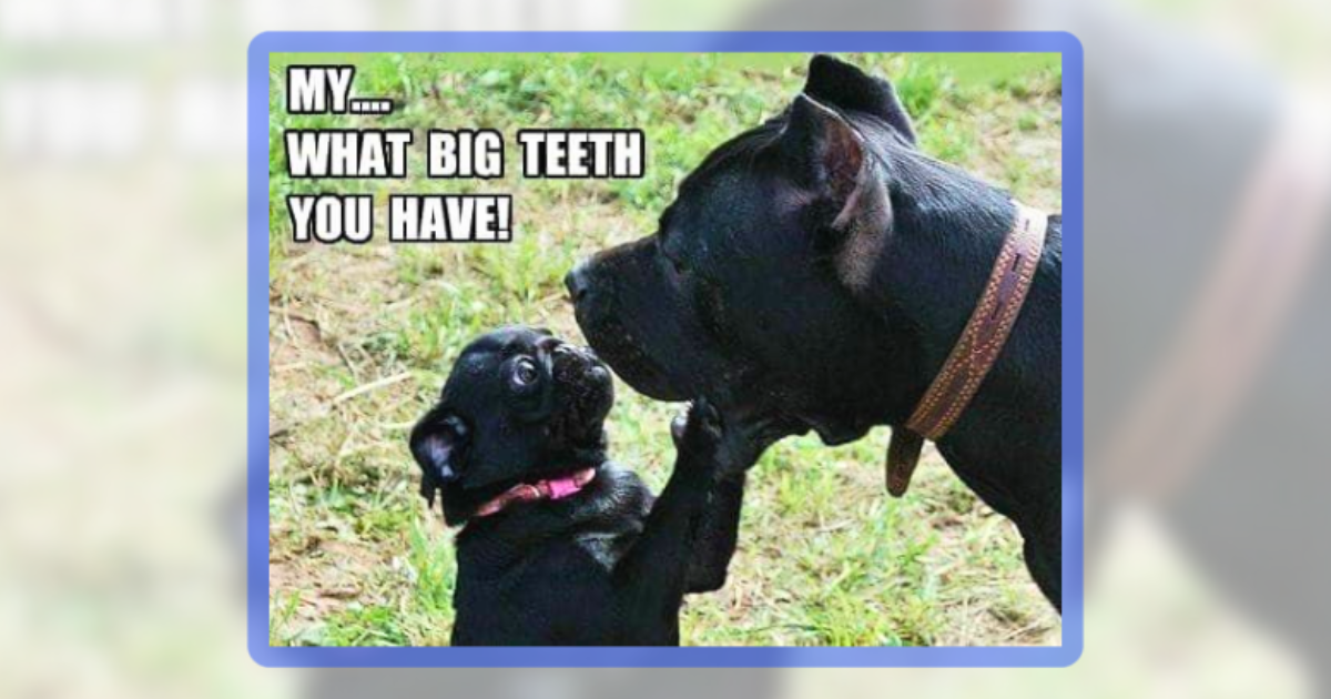 27 Funny Doggo Memes to Brighten Your Day One Derp at a Time - Animal ...