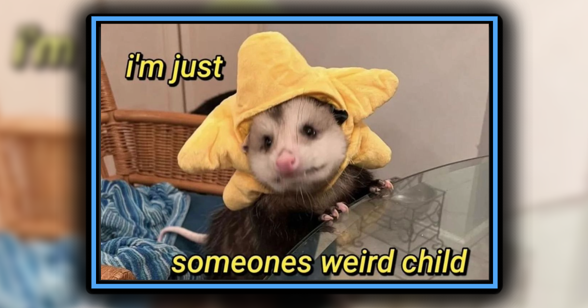 23 Slightly Unhinged Animal Memes for Anyone Avoiding Eye Contact at ...