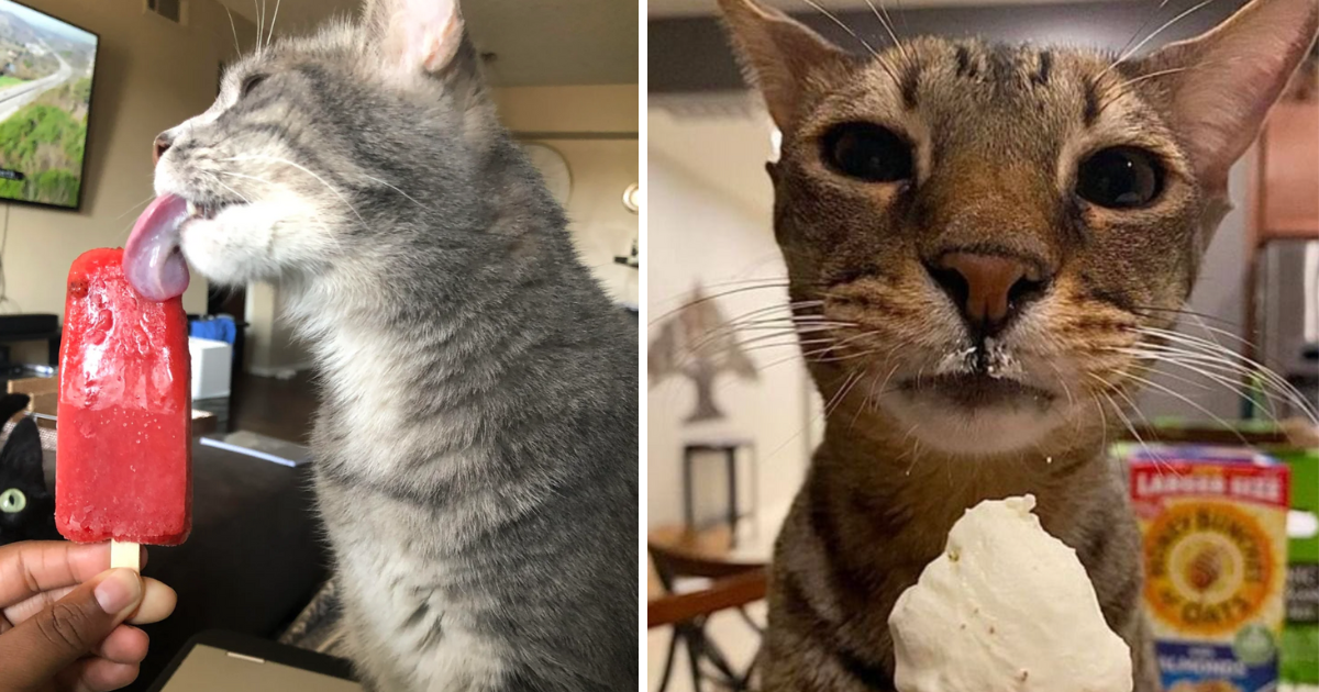 22 Pictures of Purrfectly Chill Cats Conquering Summer Heat, One ...