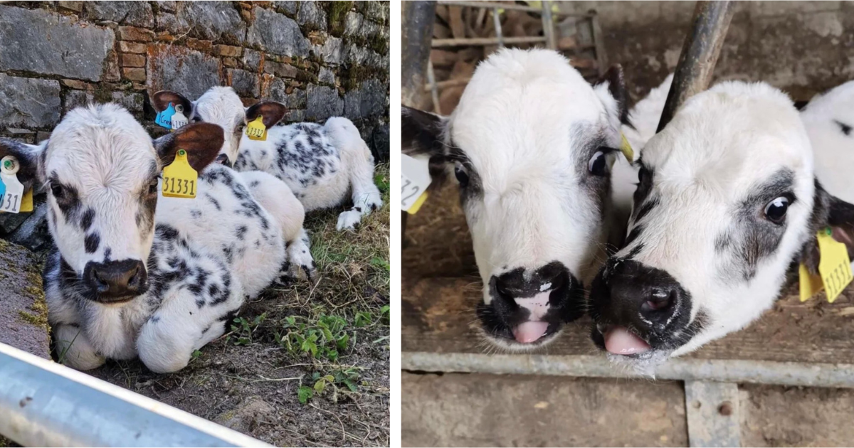Farm bovine besties, 'Custard' and 'Cream', go viral for their ...