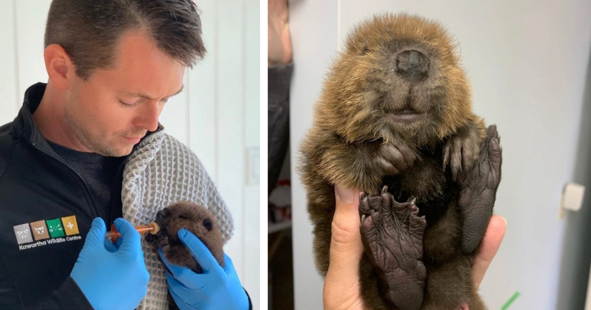24 Baby Beavers Being Heckin' Cute - Animal Comedy - Animal Comedy ...