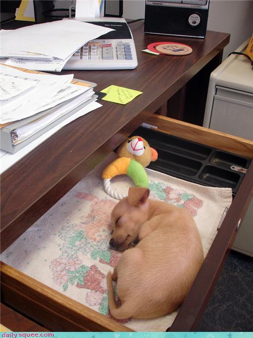 Daily Squee - Cute Animals - Cute Baby Animals - Cute Animal Pictures ...