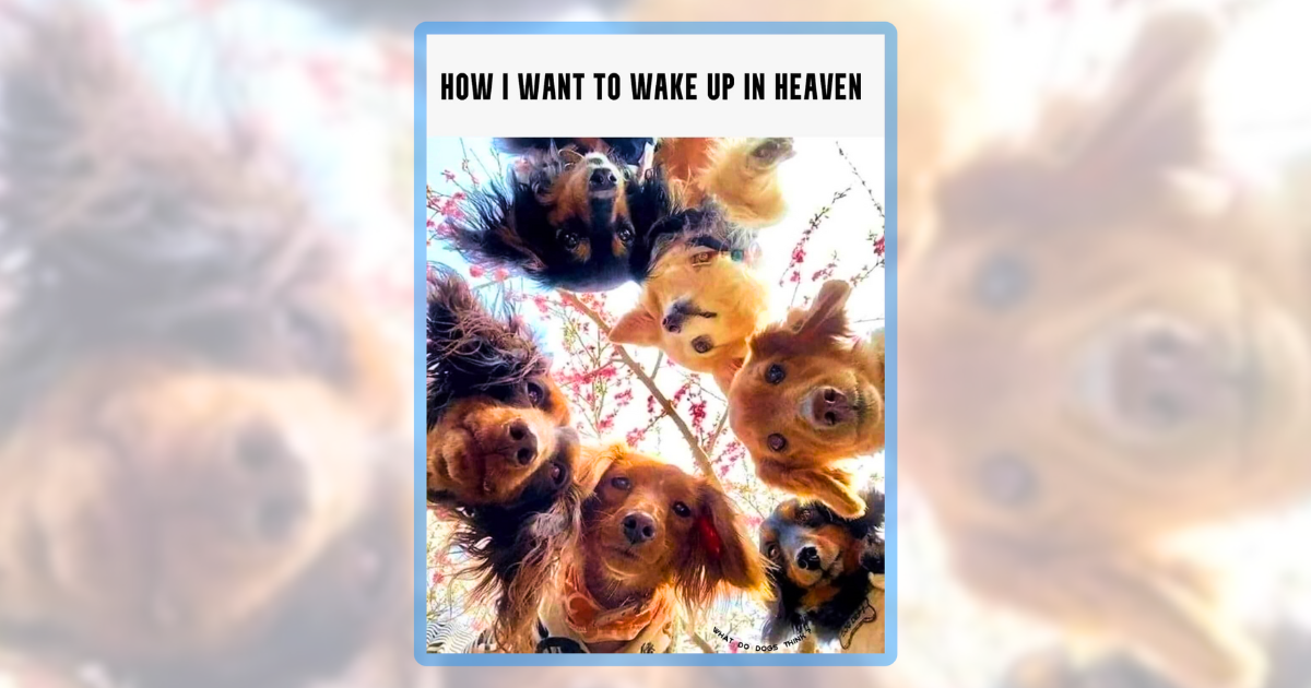 26 Furiday Fluffy Pupper Funnies for Your Pre-Weekend Precious Dog ...