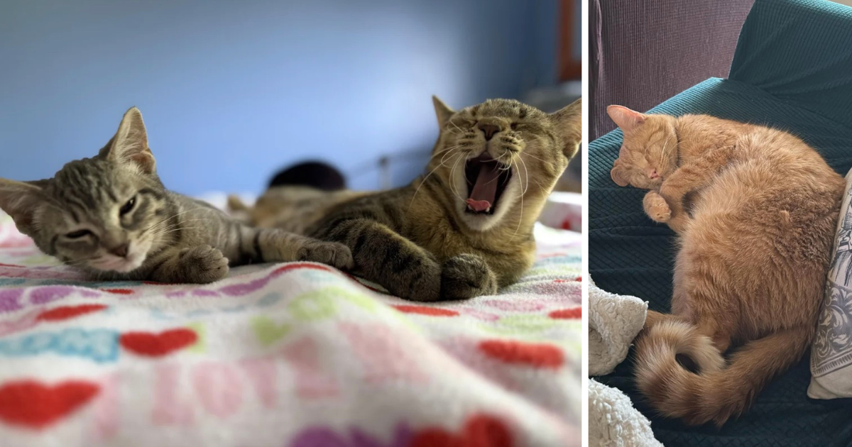 20 Wholesome weekly success stories of kitties finding their furrever ...