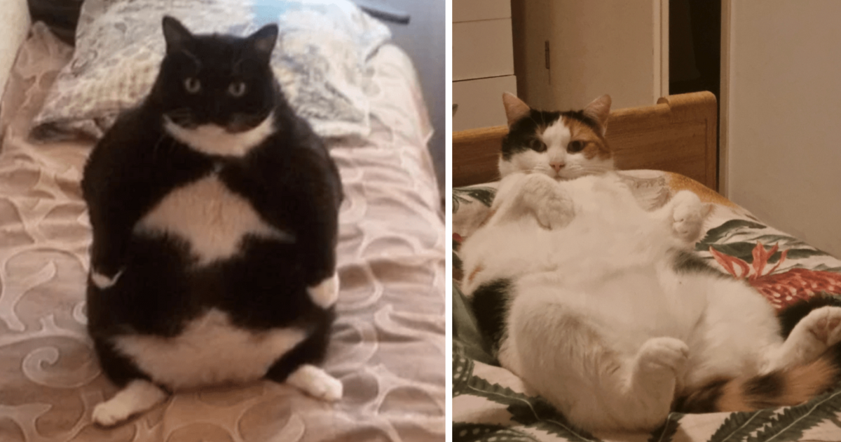 22 Cute Pictures of Chonky Cats Bringing Big Fluff and Bigger Attitude ...
