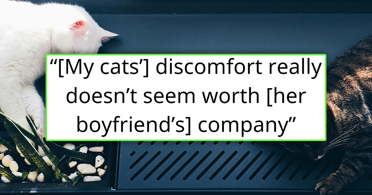 'She's my best friend but I can't stand her boyfriend': Cat owner ...