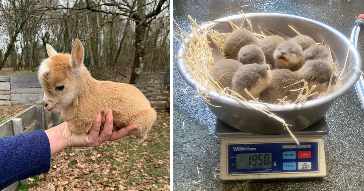 23 Itty Bitty Cute Baby Animals To Bring A Smile To Your Face (July 6 ...