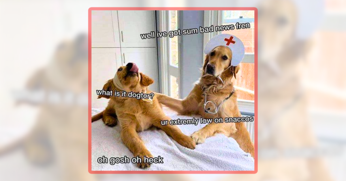 22 Derpy Doggo Memes for When You Need a Woofing Break of Pure Pupper Silliness - Animal Comedy ...