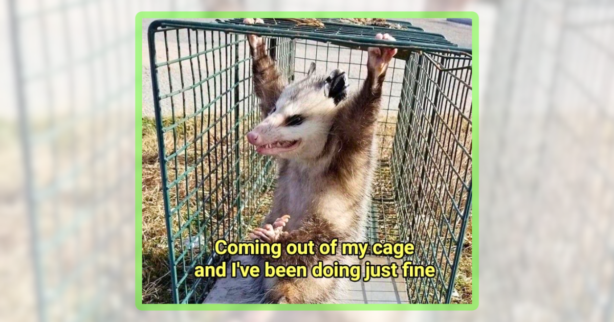 25 Funny Animal Memes to Feel a Little Less Tame and a Lot More Wild ...