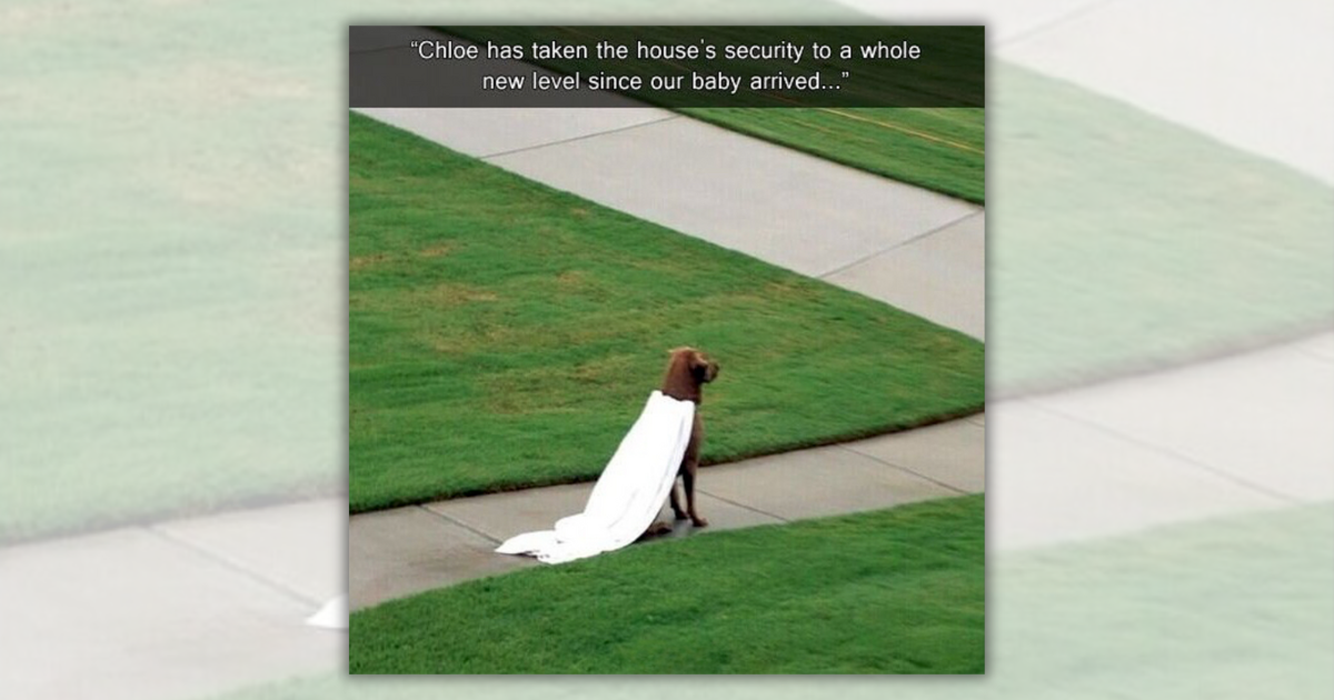 28 Silly Animal Memes and Snaps to Start Your Day off with a Splendid ...