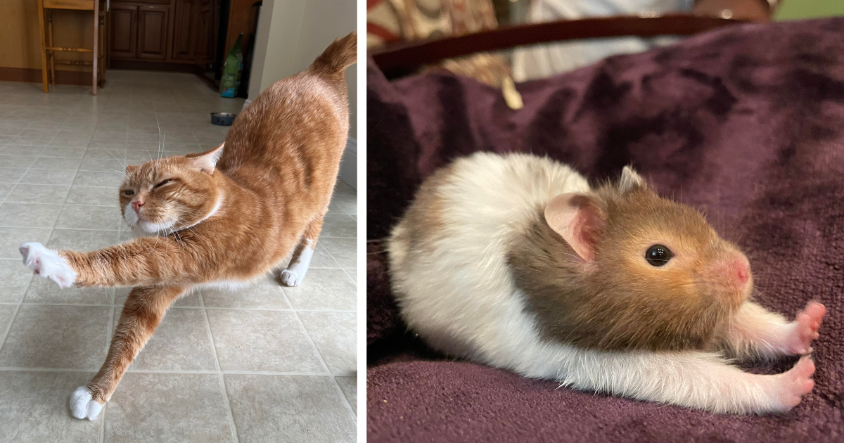 30+ Big, Long, Ridiculously Cute Stretches That Pet Parents Are ...