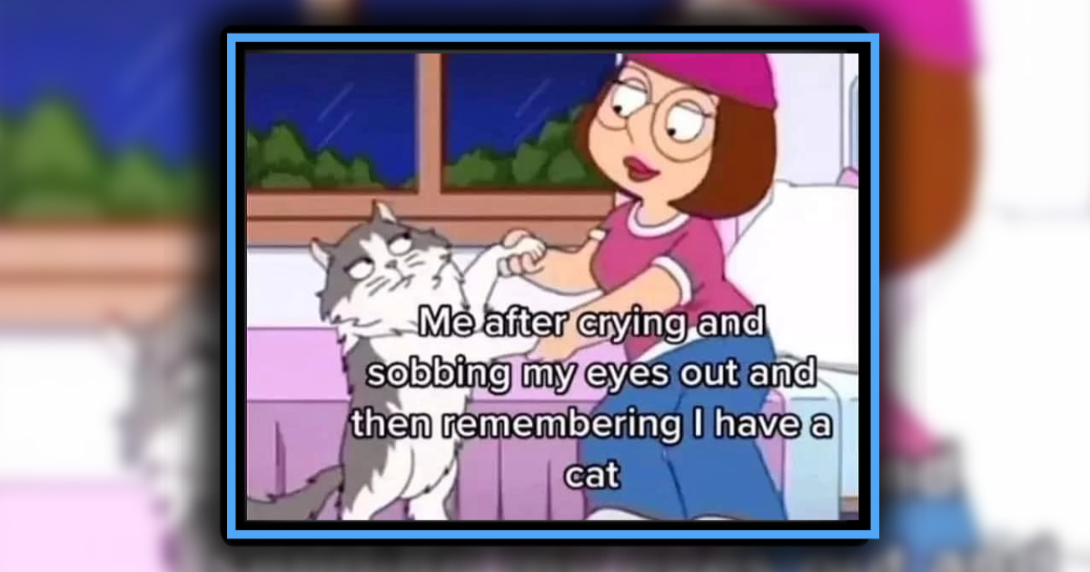 21 Soothing Cat Memes for Your Moment of Meowditation - I Can Has ...